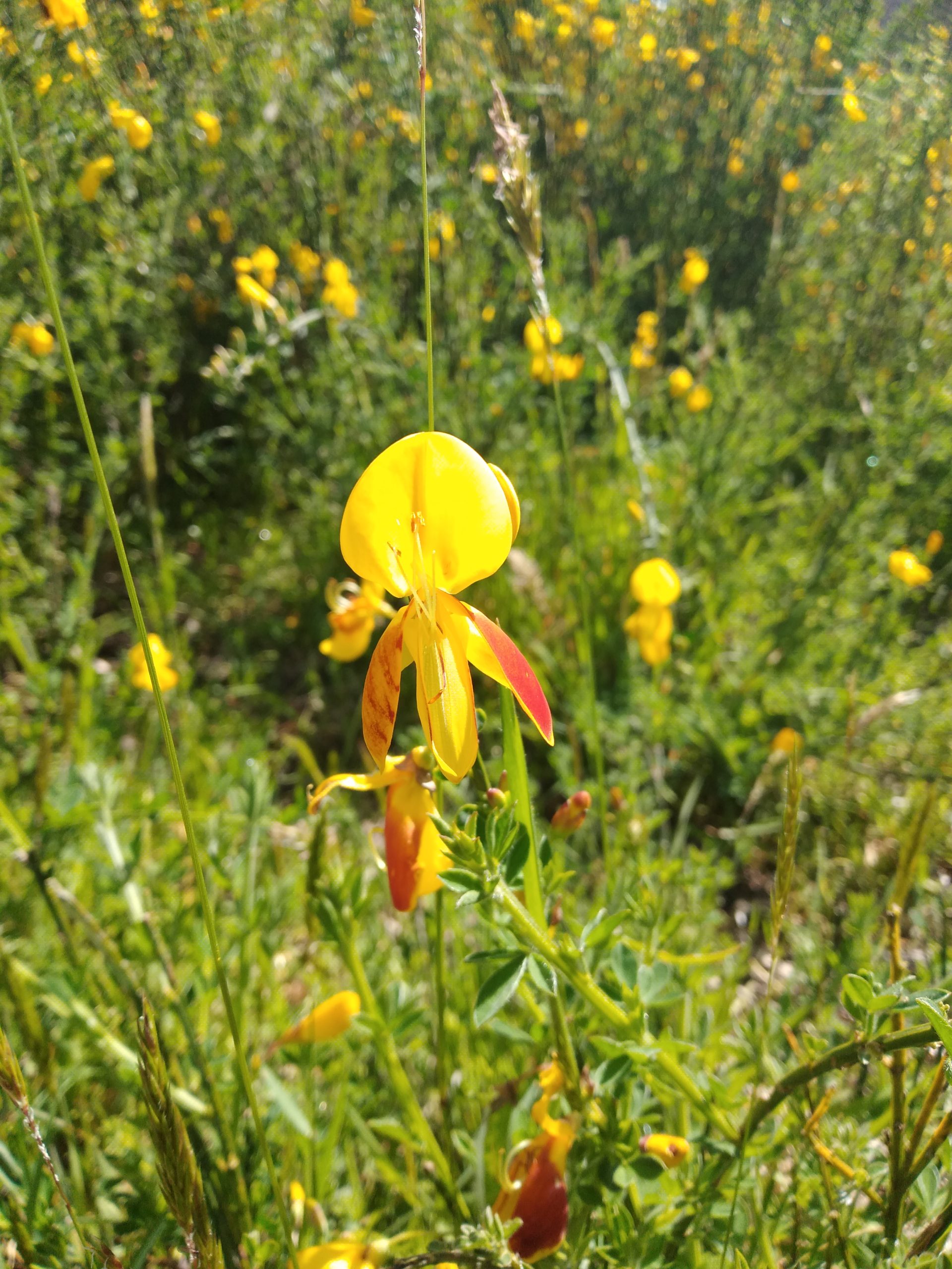 Weed of the Month (November): Brooms - Huon Valley Council