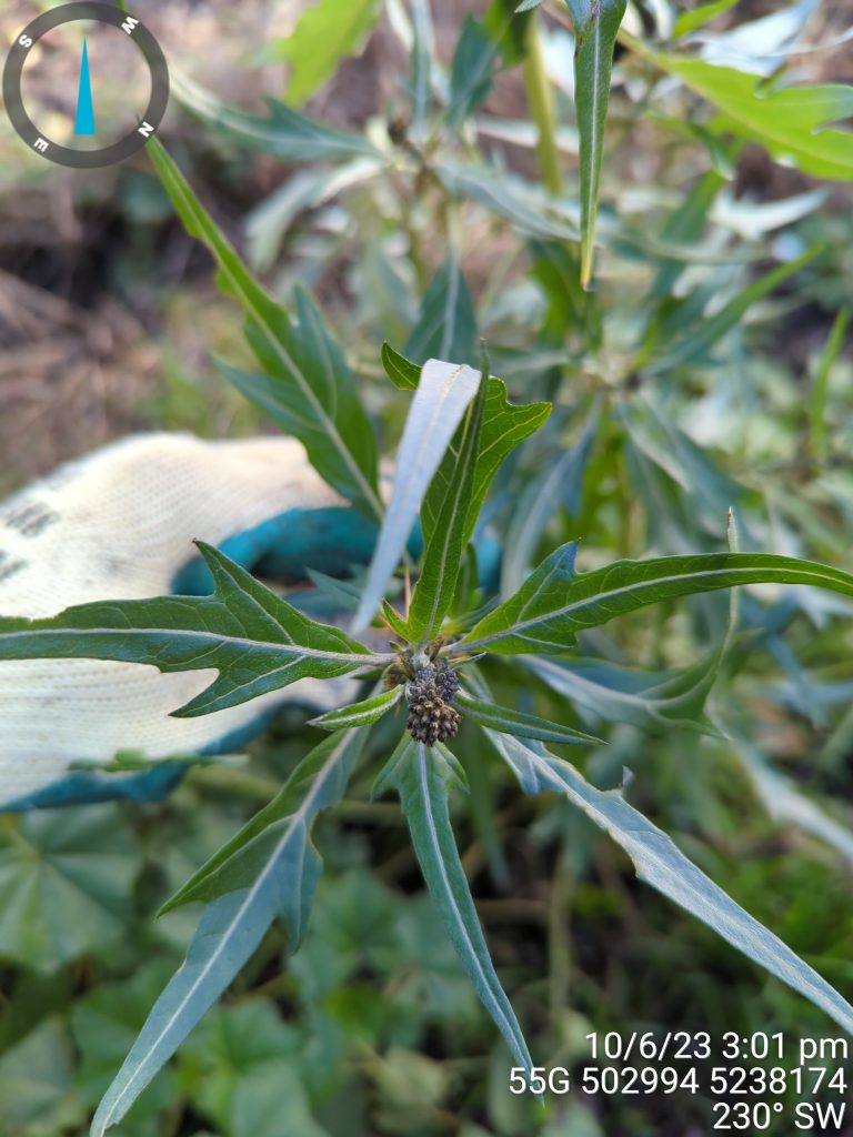 Weeds and the Huon Valley - Huon Valley Council