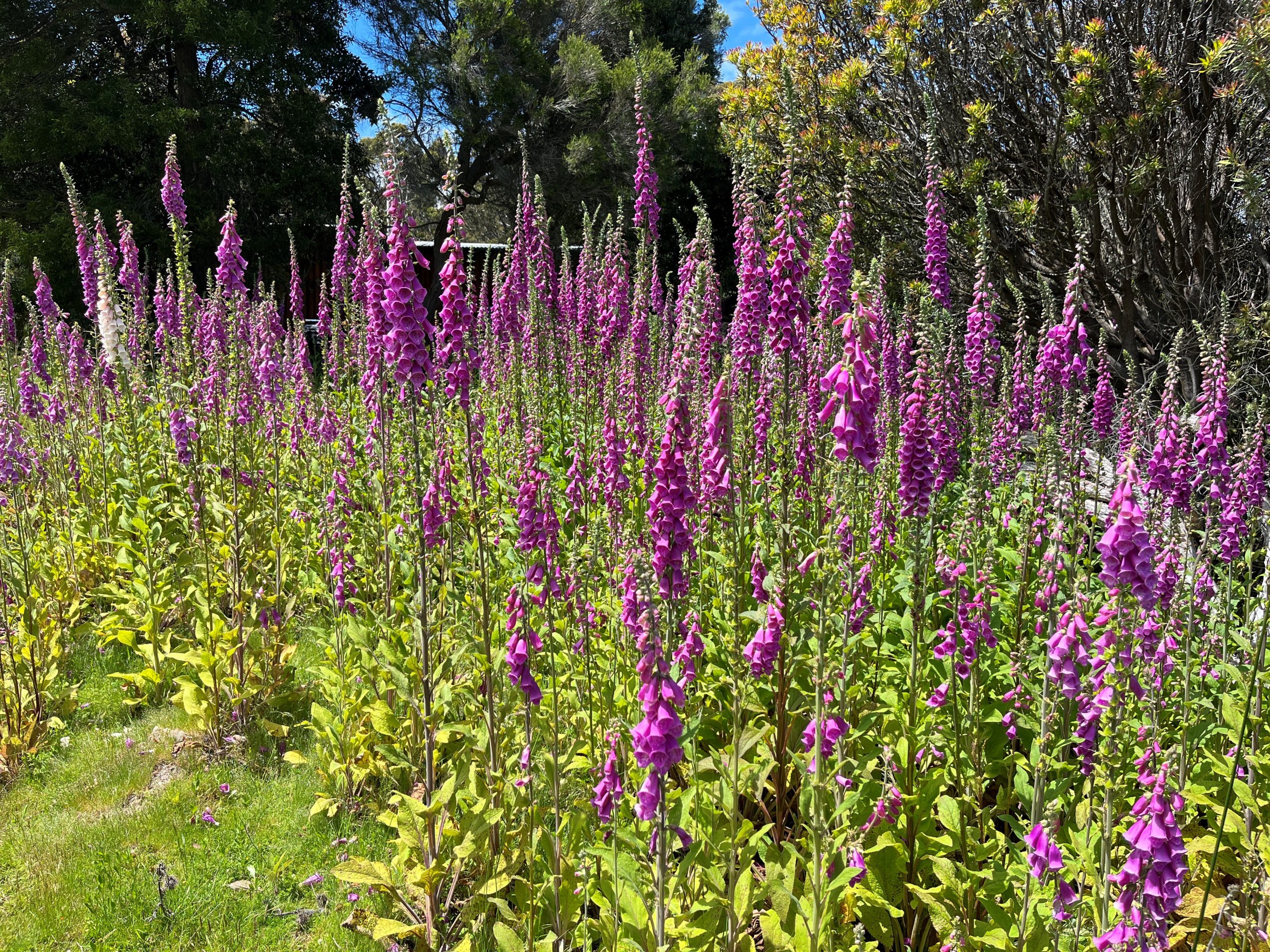 Flowering foxgloves - Huon Valley Council